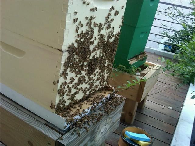 Alot of Bees hanging on outside of hive | Beesource Beekeeping Forums